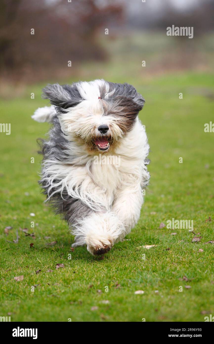 Bobtail, Old English Sheepdog, Old English Sheepdog Stock Photo - Alamy