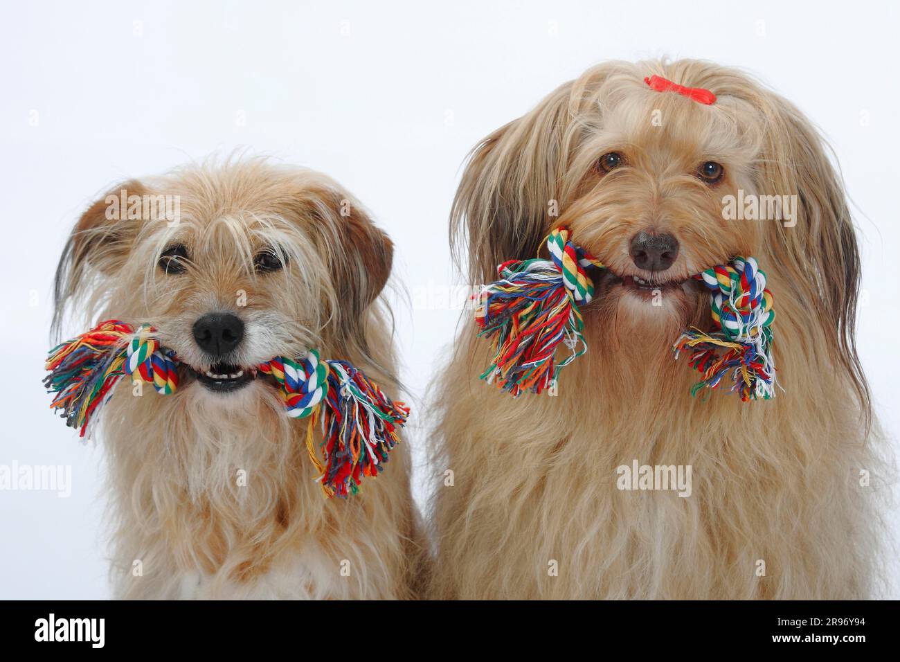 Dogs to the rope hi-res stock photography and images - Alamy