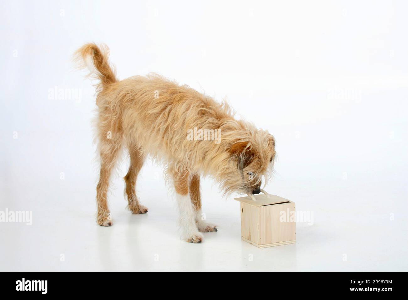 Tricky dog hi-res stock photography and images - Alamy