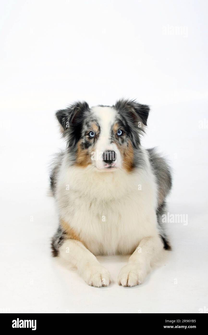 Blue merle face hi-res stock photography and images - Alamy