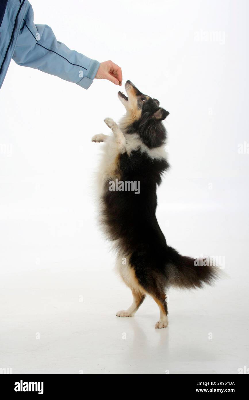 Sheltie years old shetland sheepdog hi-res stock photography and images ...