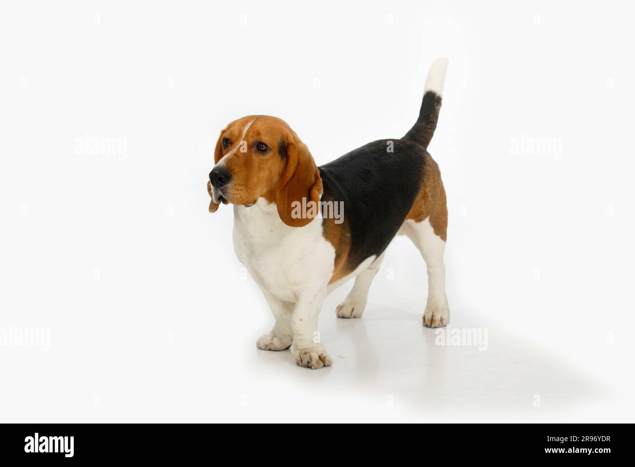 Basset Artesian Normand Stock Photo - Alamy