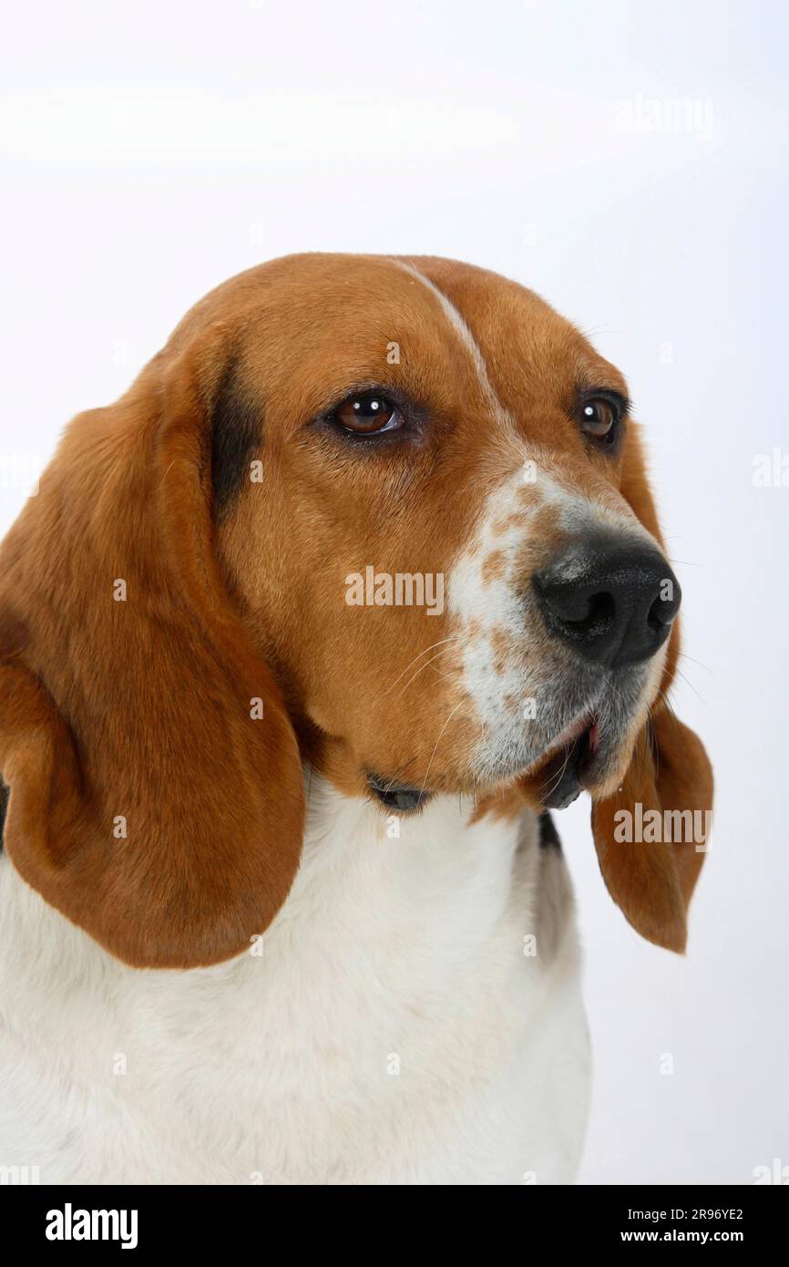 Basset Artesian Normand Stock Photo - Alamy
