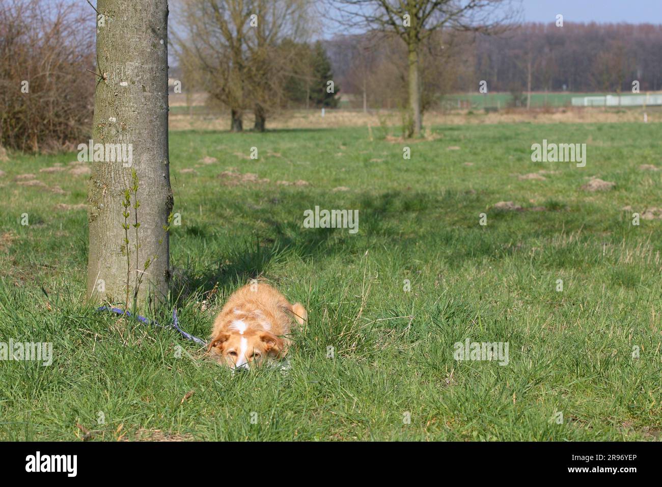Mixed breed dog, abandoned, tied to tree Stock Photo - Alamy
