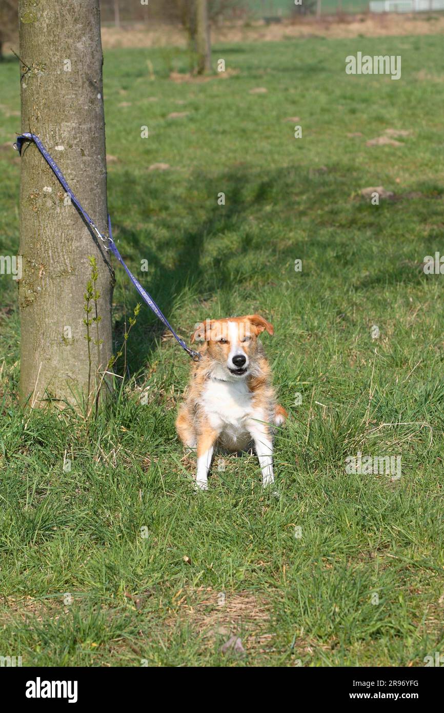 Dog tied to tree hi-res stock photography and images - Alamy