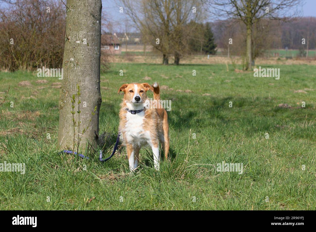 Dog abandoned hi-res stock photography and images - Alamy
