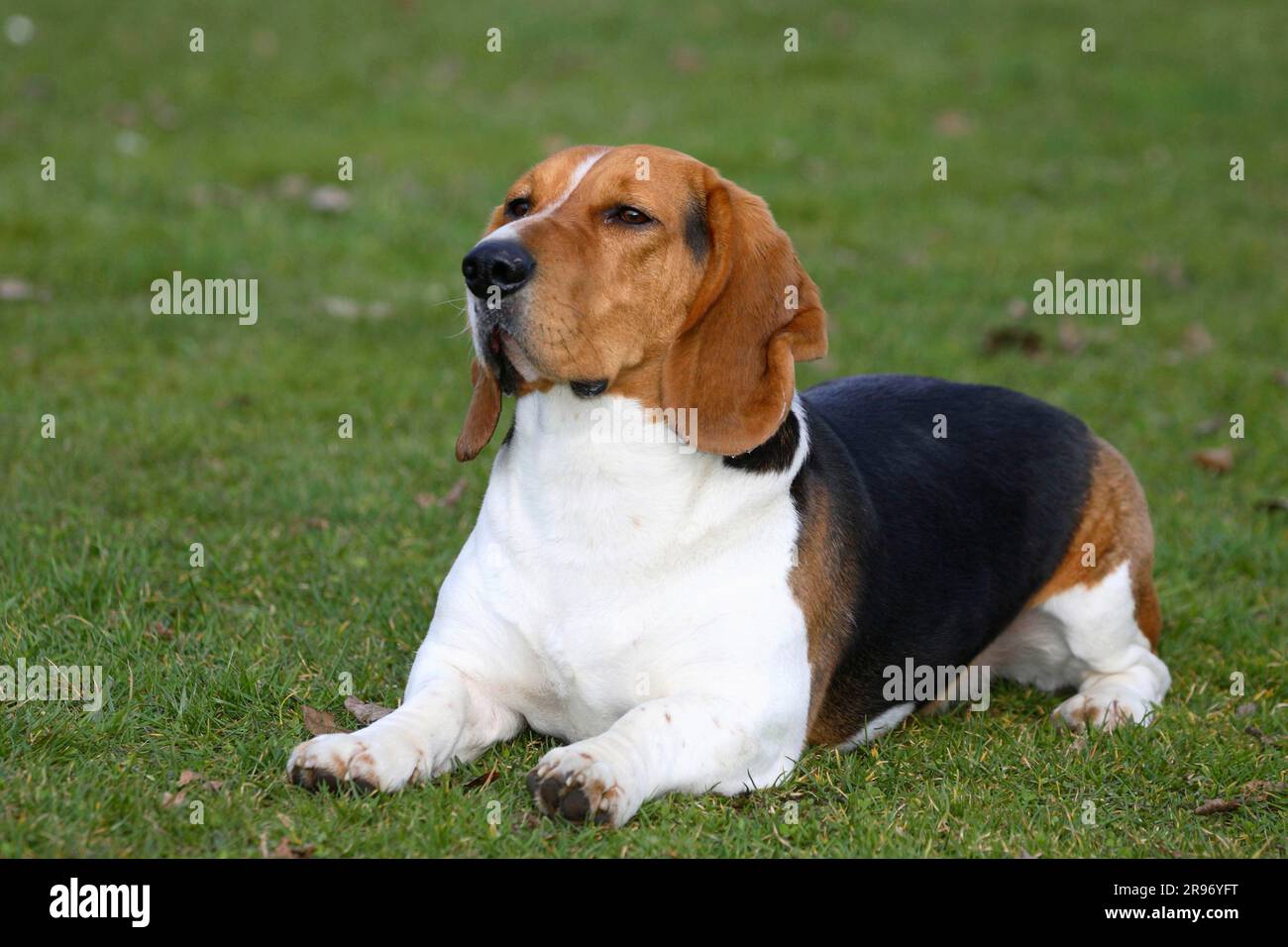 Basset Artesian Normand Stock Photo - Alamy