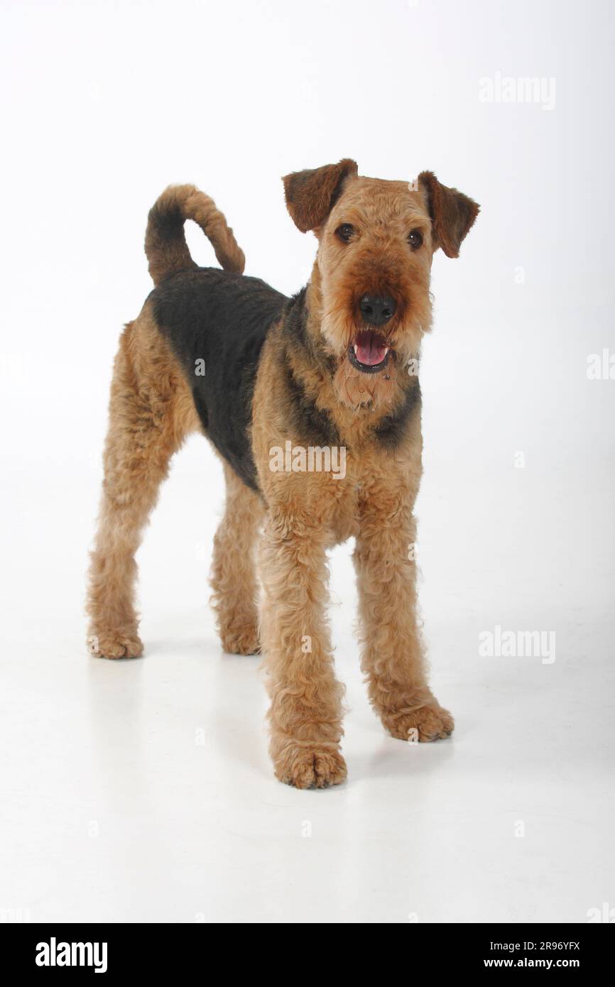 Adult dog breed airedale terrier hi-res stock photography and images ...