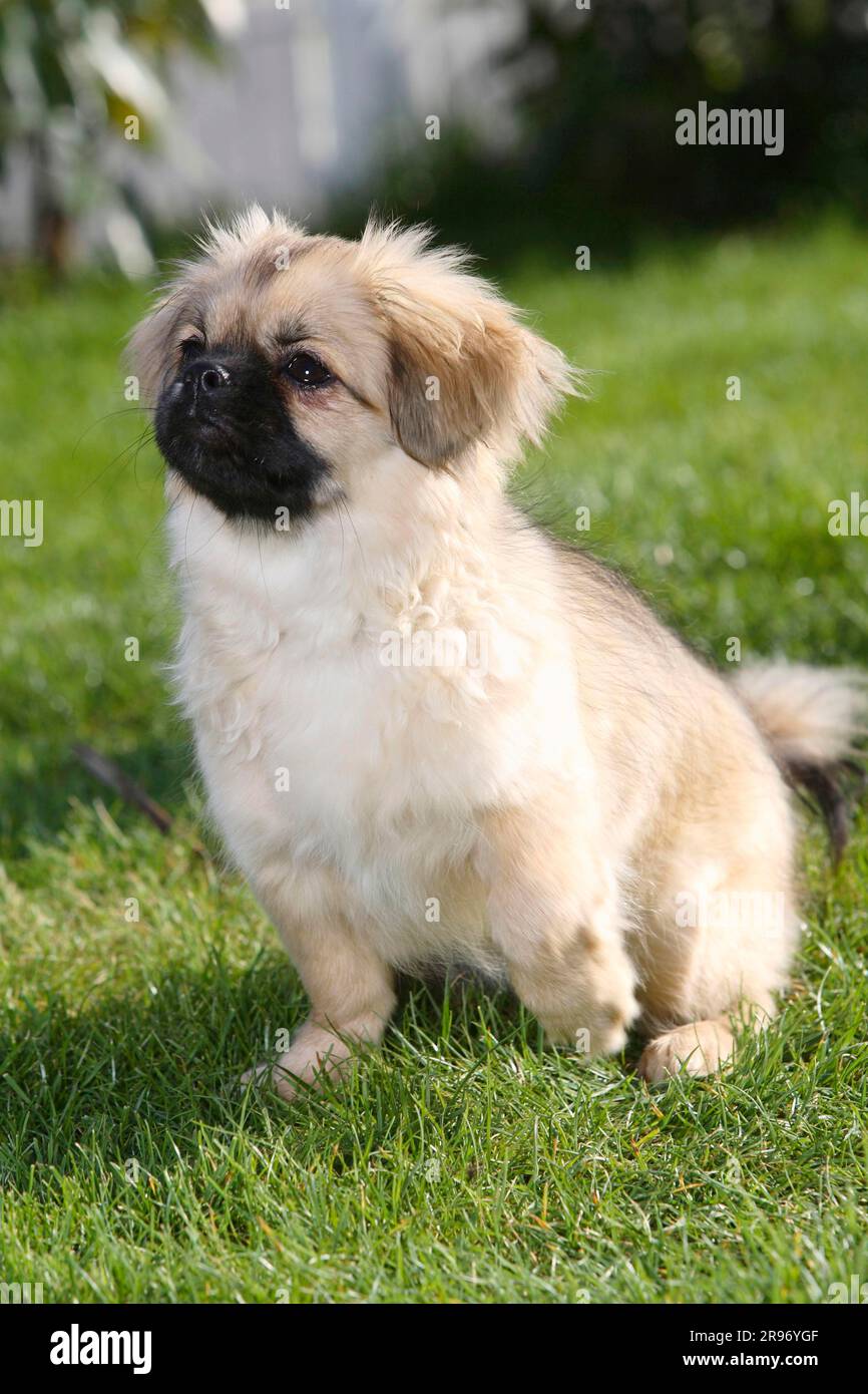 Tibetan Spaniel, puppy, 4 1/2 months Stock Photo - Alamy