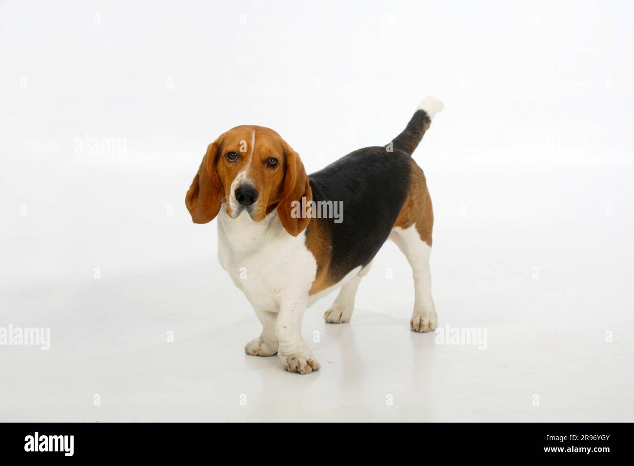 Basset Artesian Normand Stock Photo - Alamy