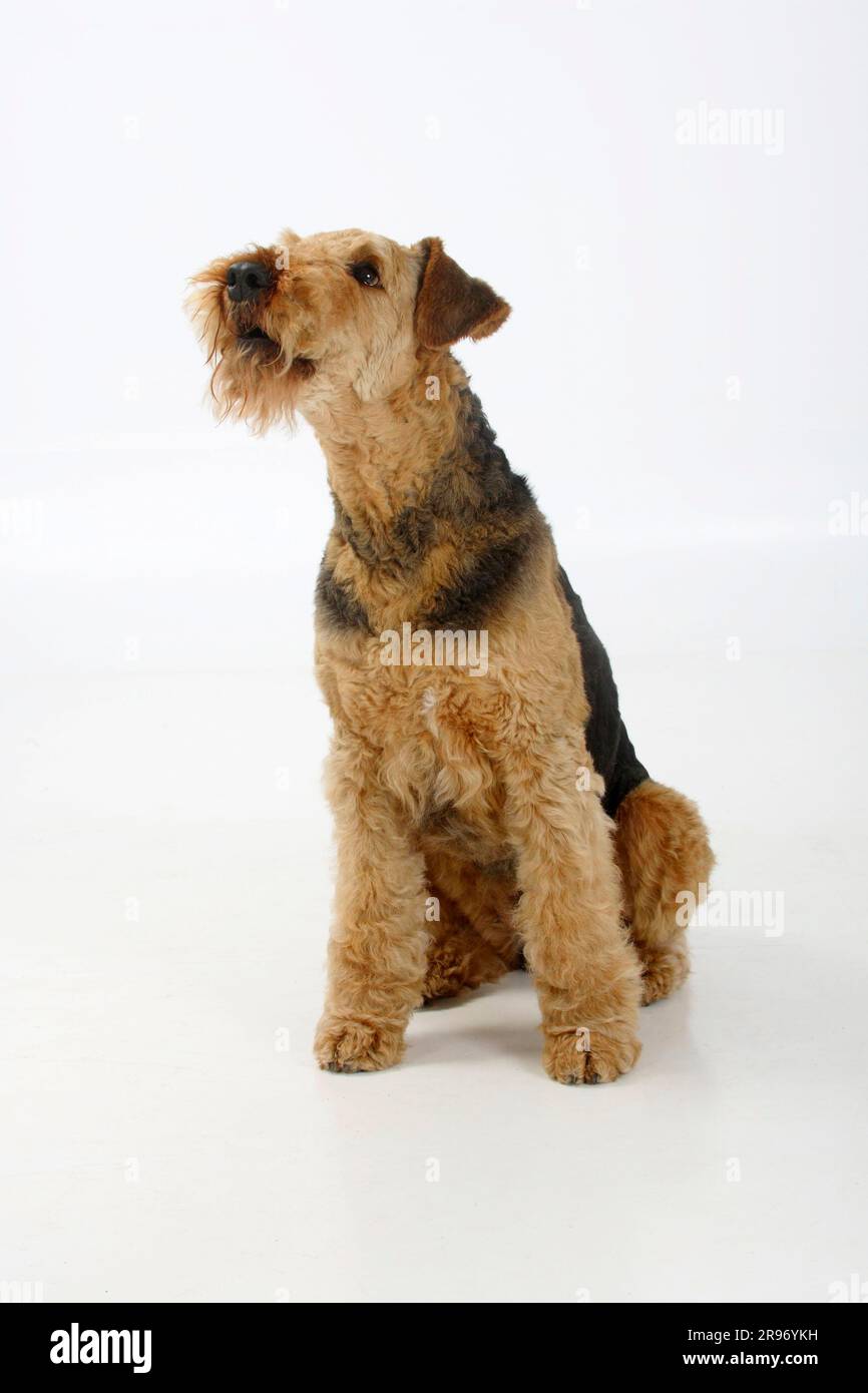 Adult dog breed airedale terrier hi-res stock photography and images ...