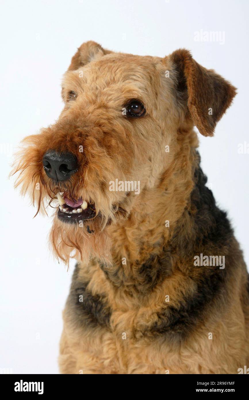 Adult dog breed airedale terrier hi-res stock photography and images ...