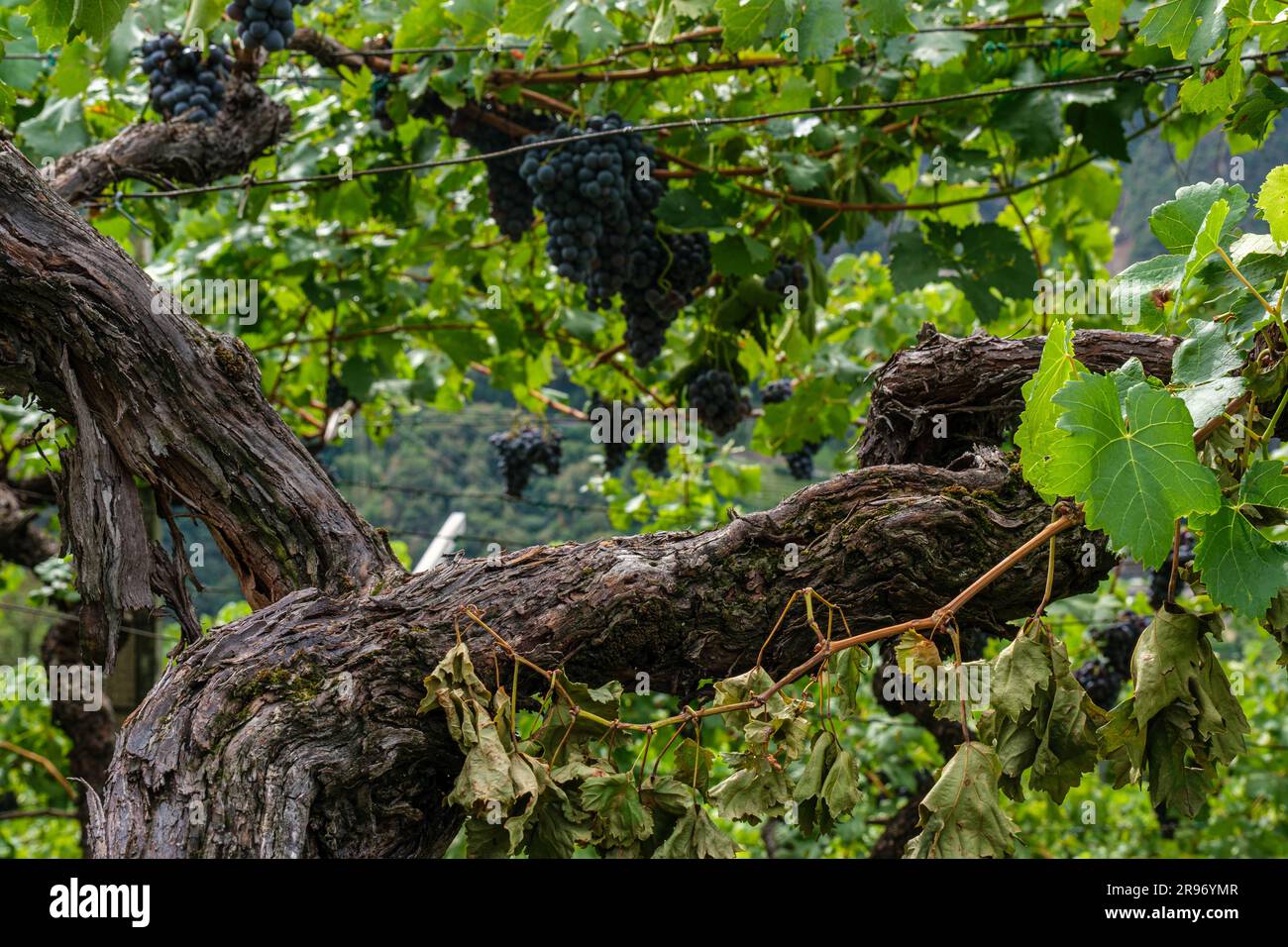 A picture of a vineyard filled with healthy, ripe grapes growing on a ...