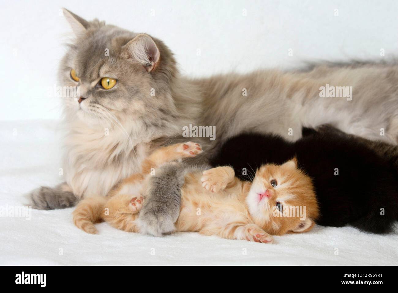British longhair cat, blue-cream-silver-tabby-mackerel, with kitten, 3 ...