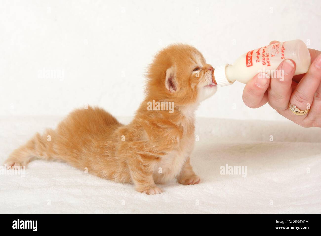 British longhair cat, kitten, 3 weeks, red-tabby, drinks from bottle ...