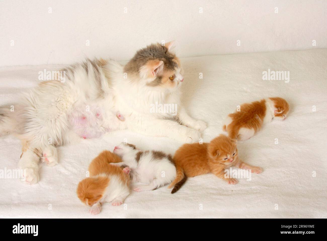 British longhair cat, blue-cream-white, with kittens, 2 weeks ...