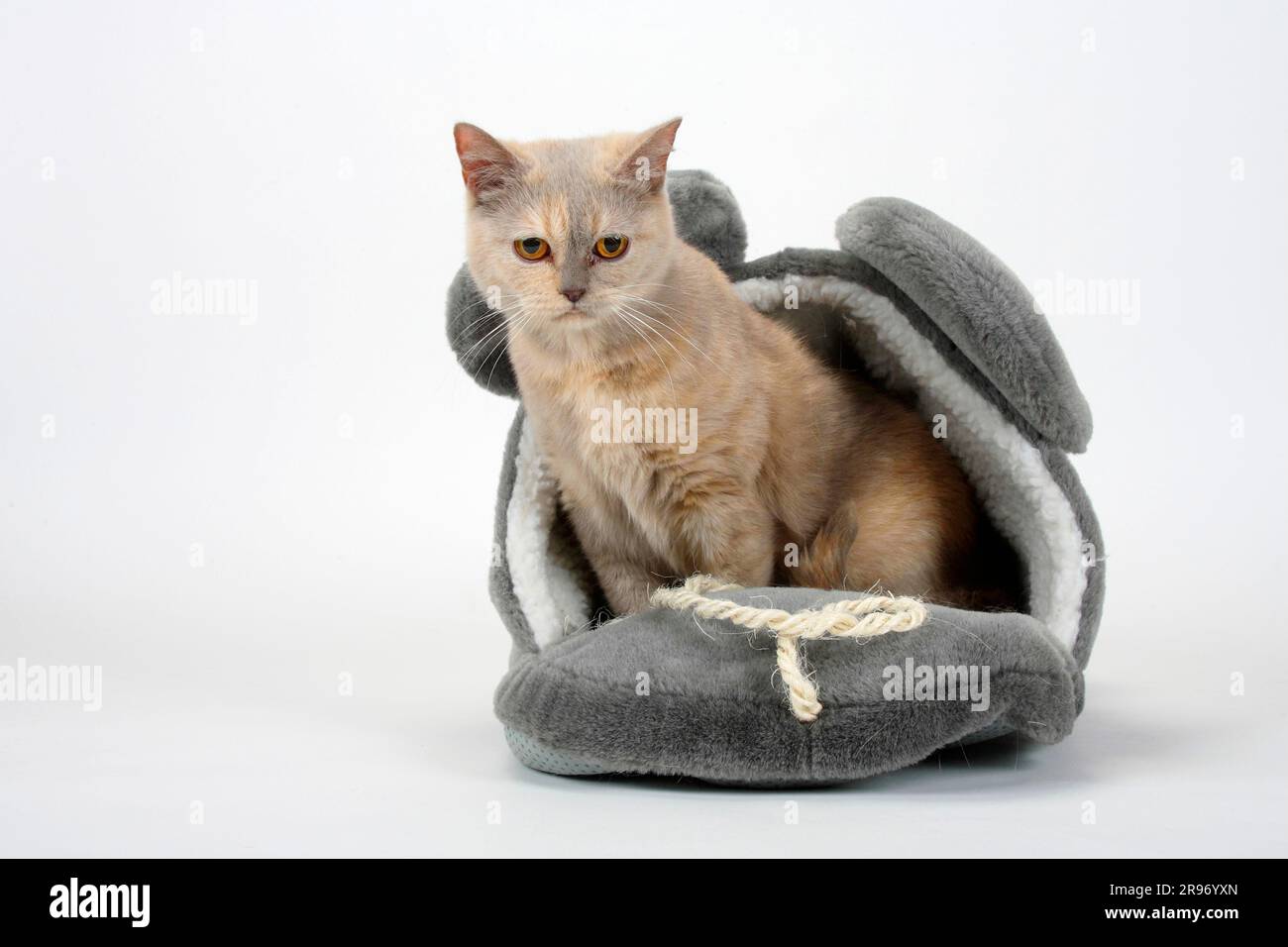 British shorthair cat, lilac-tortie, cuddle-hollow, BKH Stock Photo - Alamy