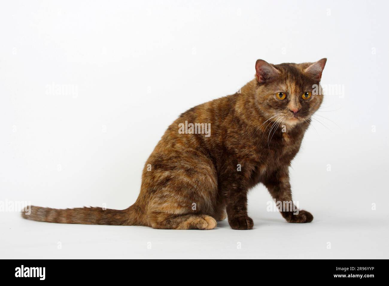 British shorthair cat, chocolate-tortie, BKH, lateral Stock Photo - Alamy