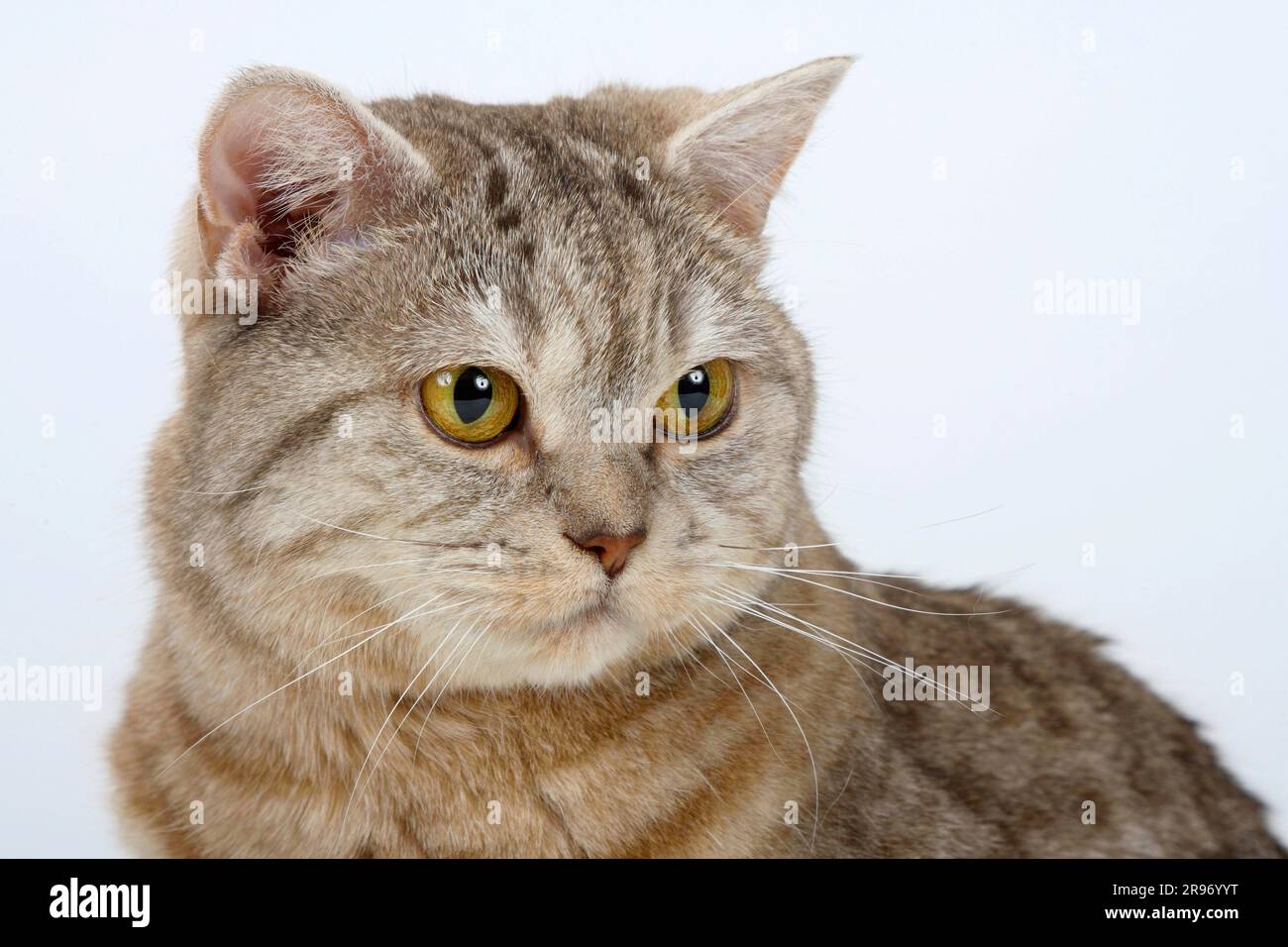 British shorthair cat, chocolate-silver tabby, BKH, tabby mackerel ...