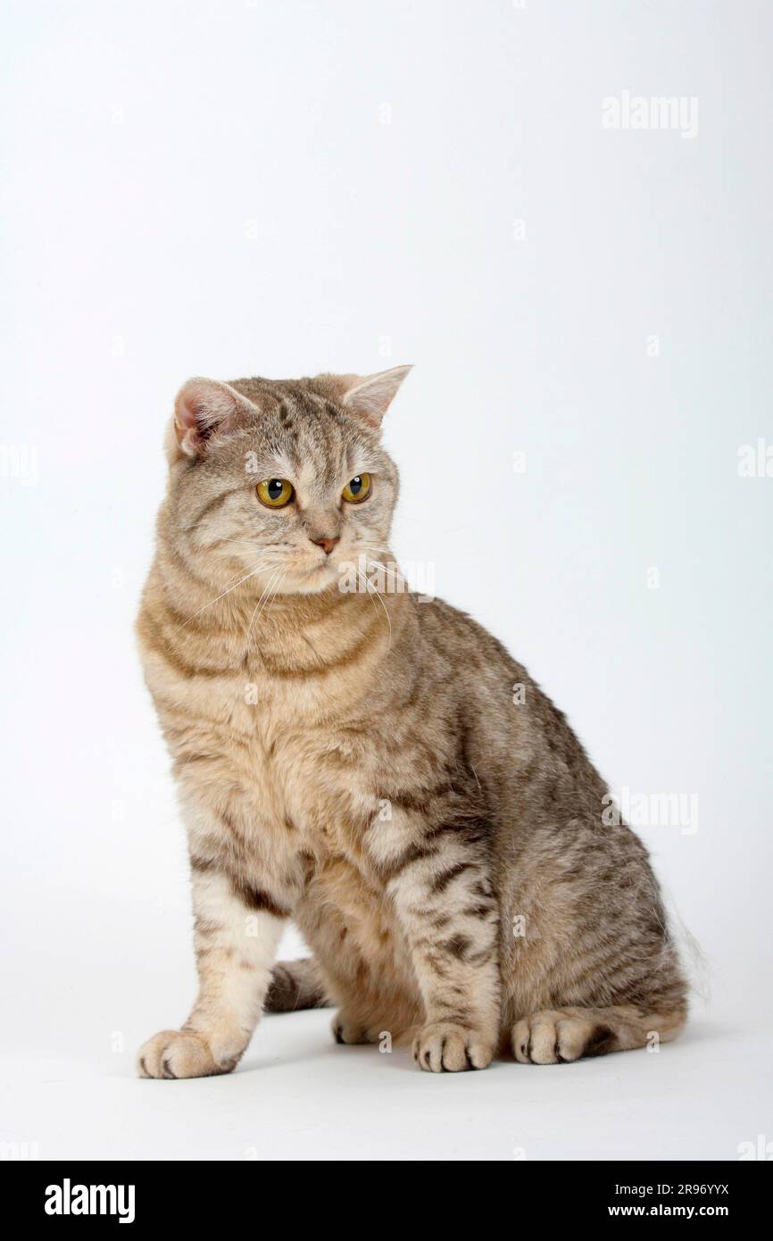 British shorthair cat, chocolate-silver tabby, BKH, tabby mackerel, chocolate-silver tabby Stock ...