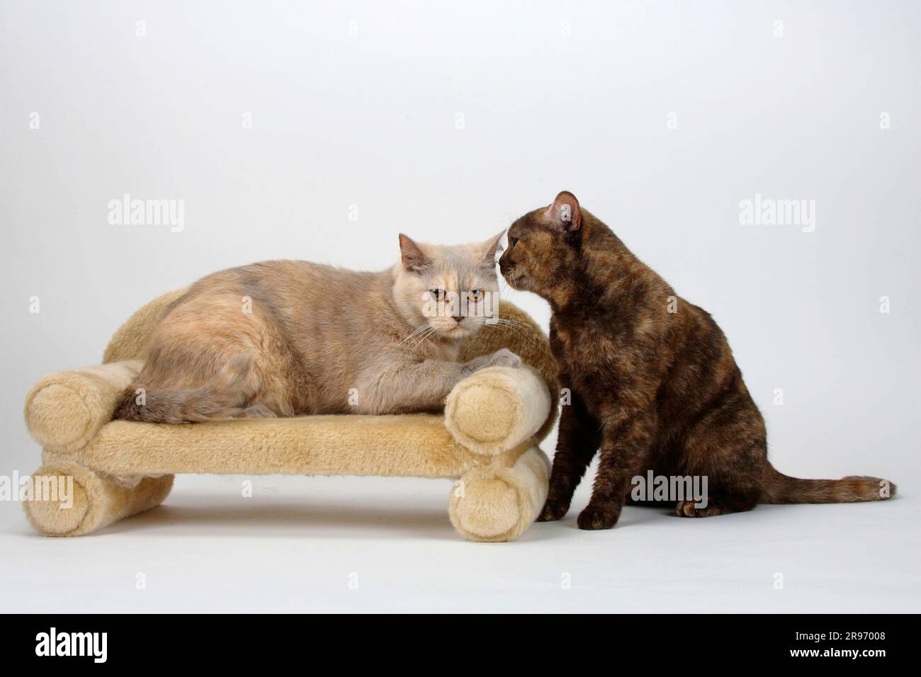 British Shorthair Tortoiseshell