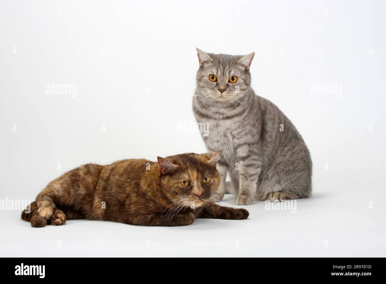 British shorthair cats, blue-silver tabby and chocolate-tortie, BKH ...