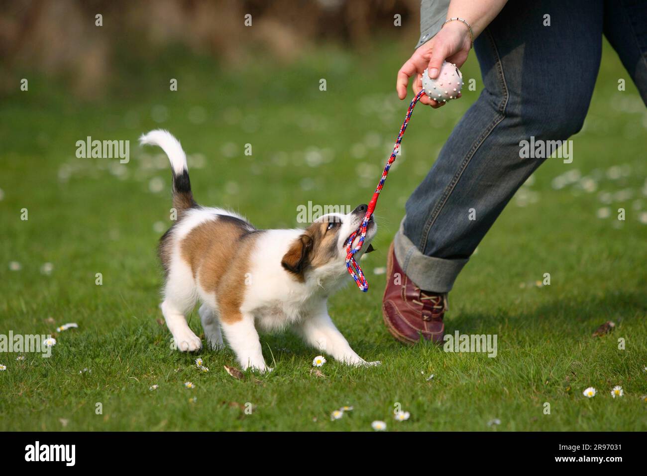 Kromfohrlaender, puppy, 10 weeks, pull, tug, pulls, tugs Stock Photo ...
