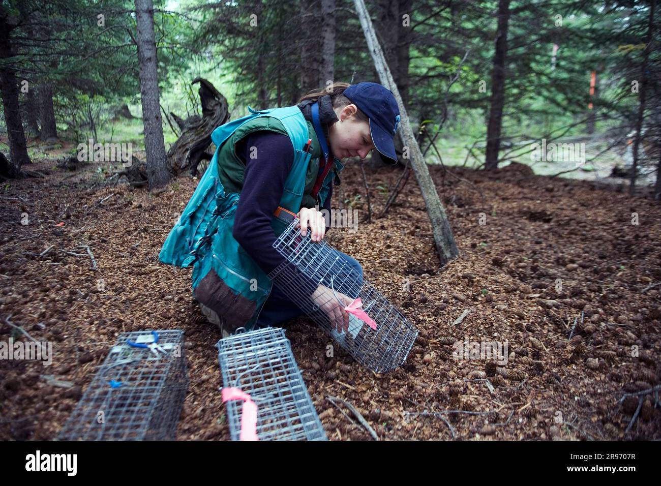 Biologist setting traps to capture Red Squirrel, Kluane national park ...