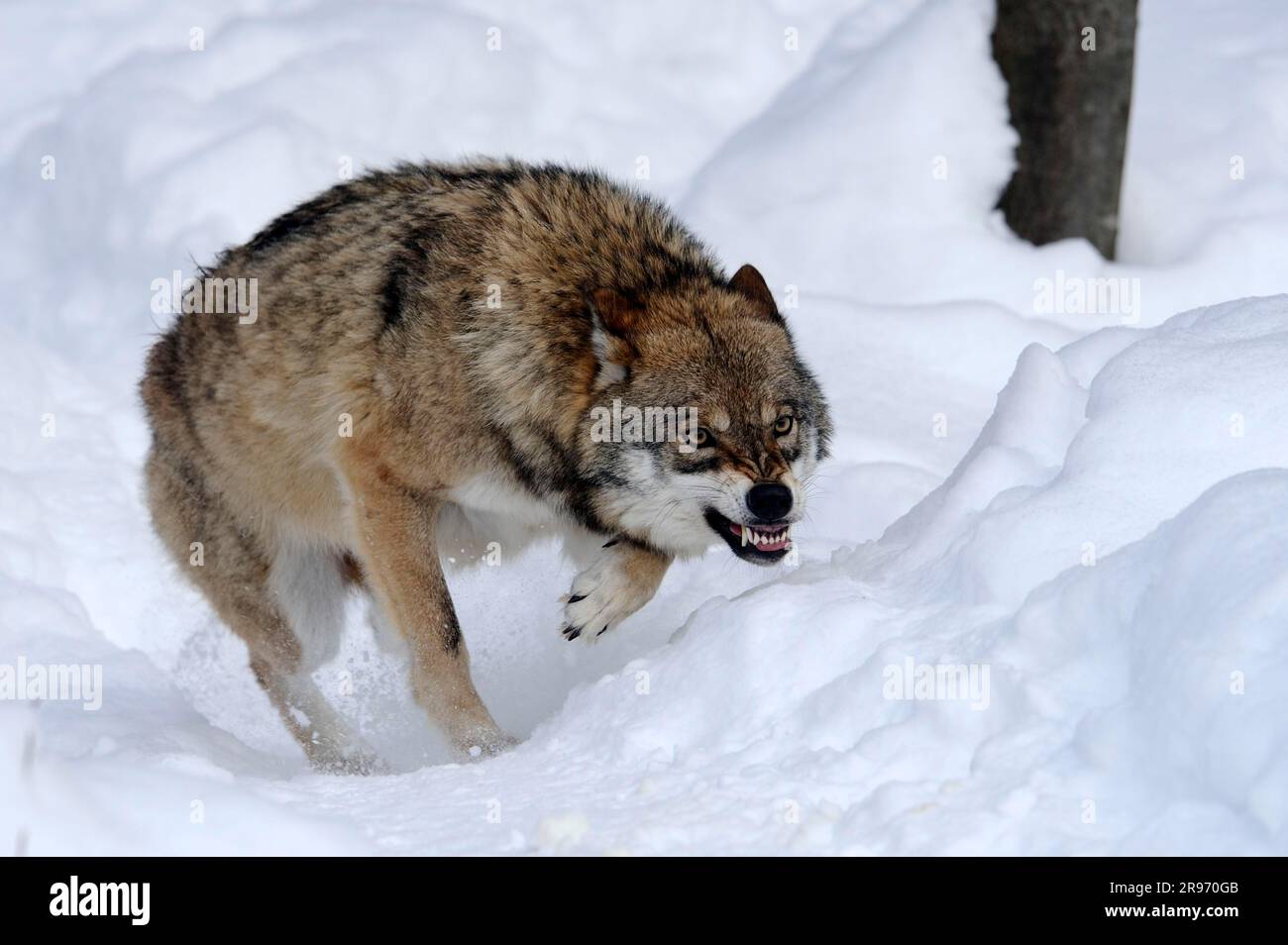 Wolf Snarling Full Body