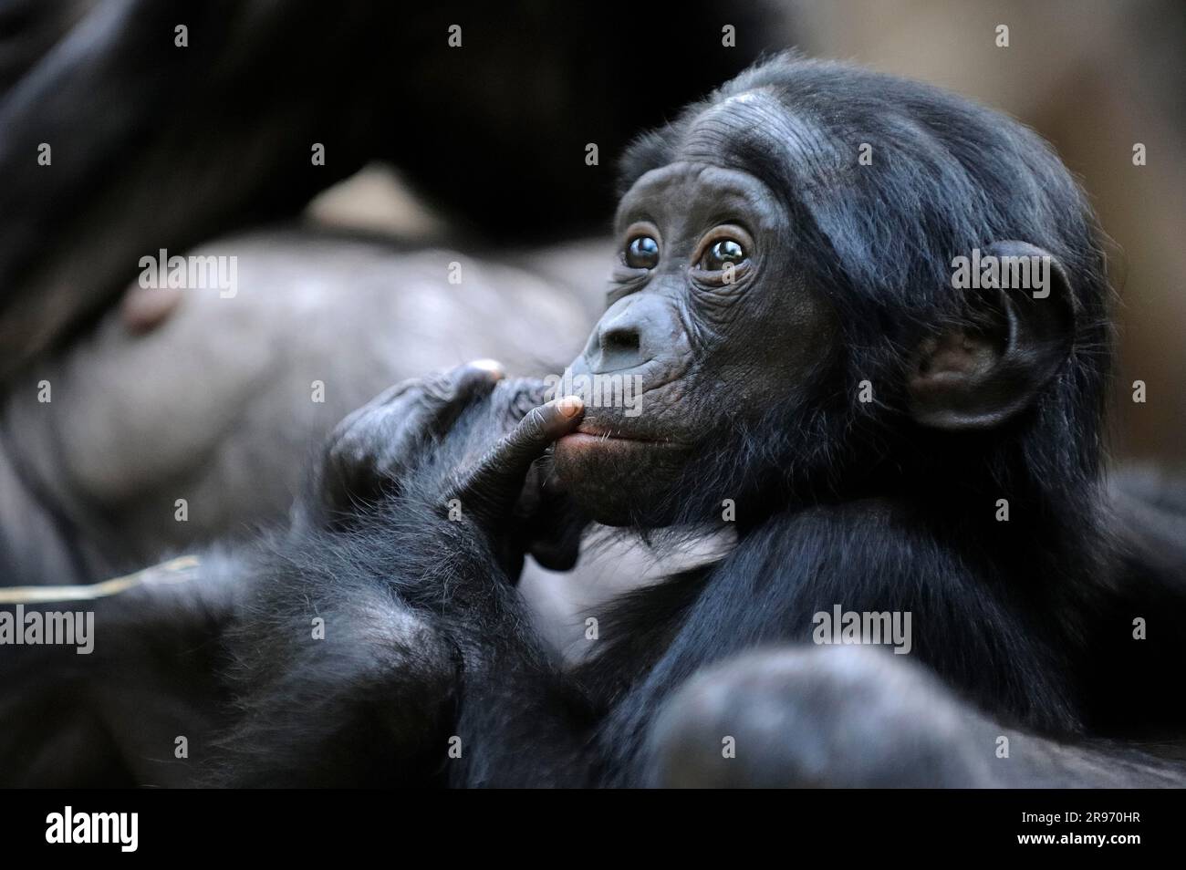 Newborn Bonobo