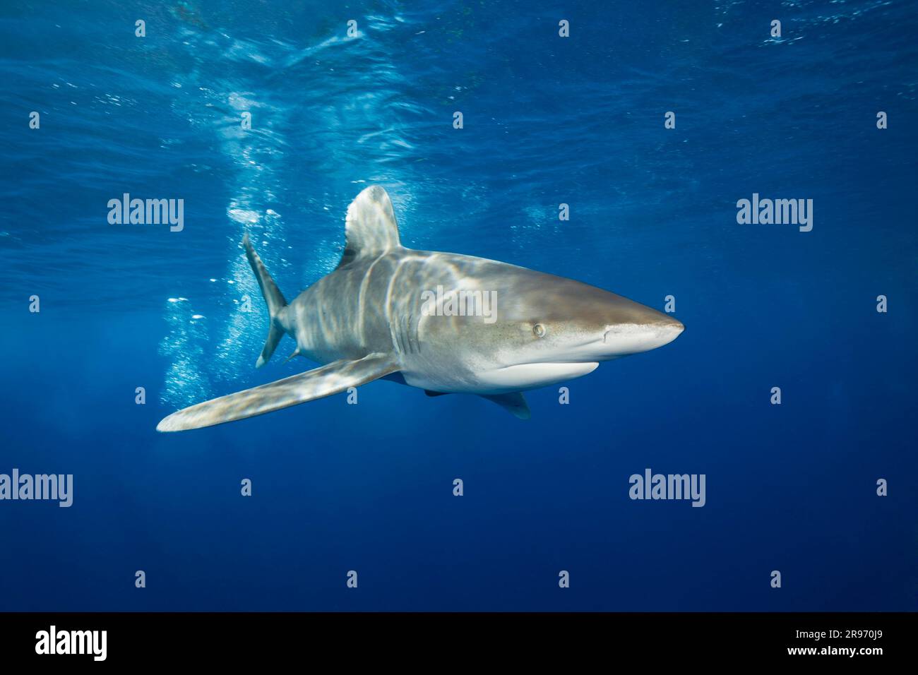 Oceanic whitetip shark (Carcharhinus longimanus), Brothers Islands, Red ...