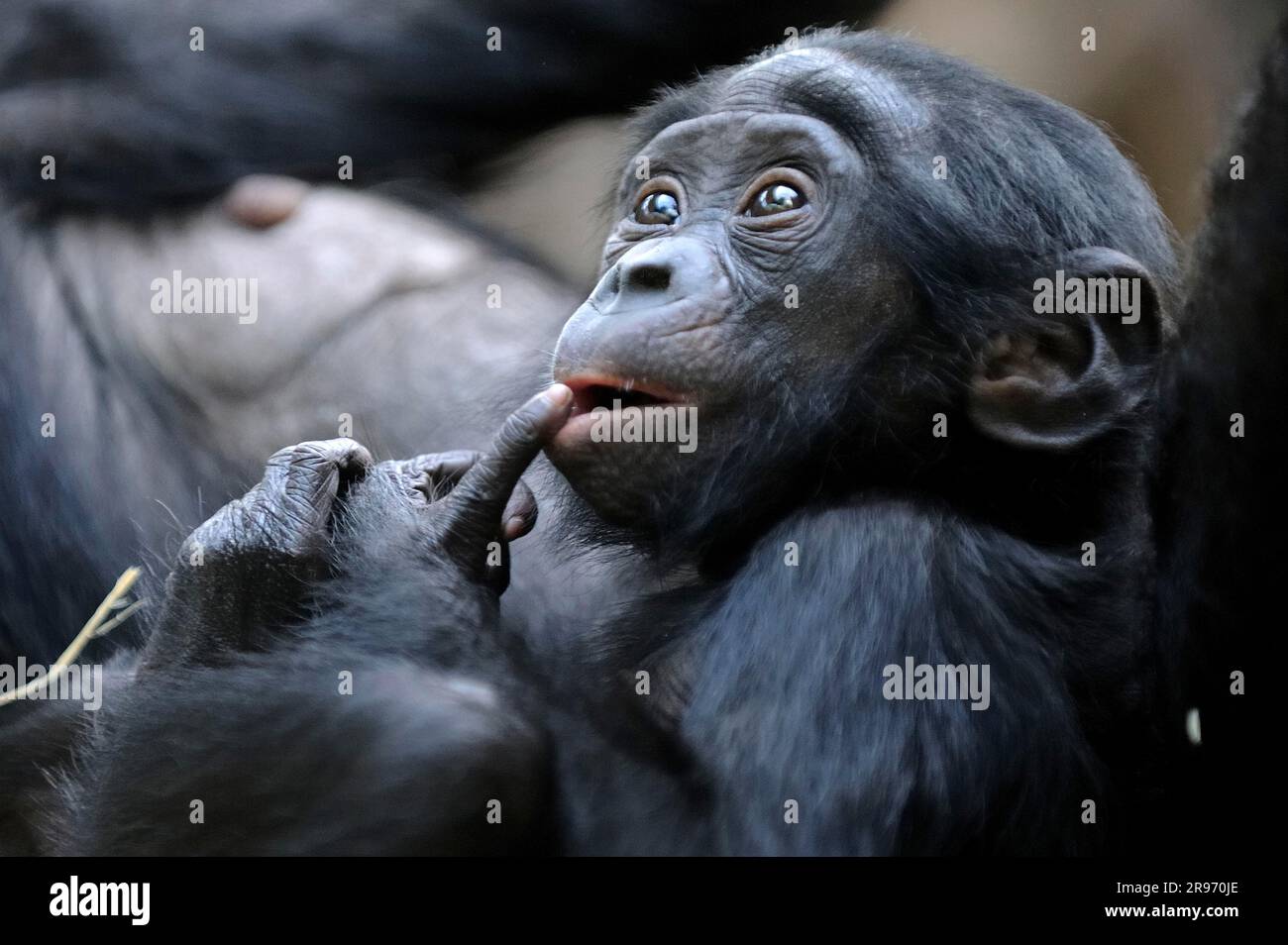 Bonobo (Pan paniscus), juvenile, pygmy chimpanzee Stock Photo - Alamy