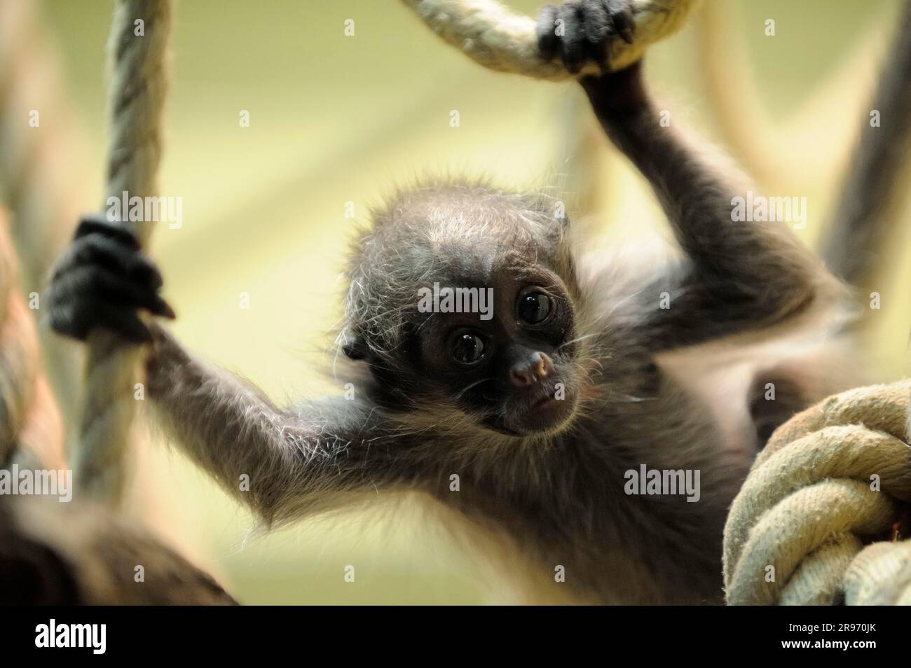 Golden-fronted spider monkey, juvenile (Ateles belzebuth belzebuth ...
