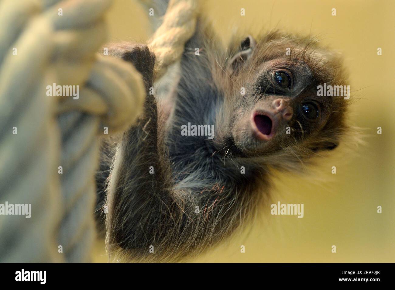 Golden-fronted spider monkey, juvenile (Ateles belzebuth belzebuth ...