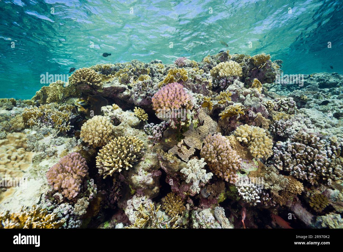Hard corals on reef, Elphinestone Reef, Red Sea, Egypt Stock Photo - Alamy