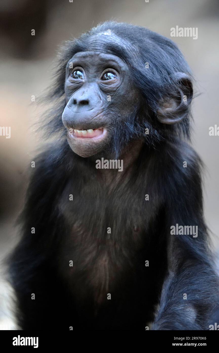 Bonobo (Pan paniscus), juvenile, pygmy chimpanzee Stock Photo - Alamy