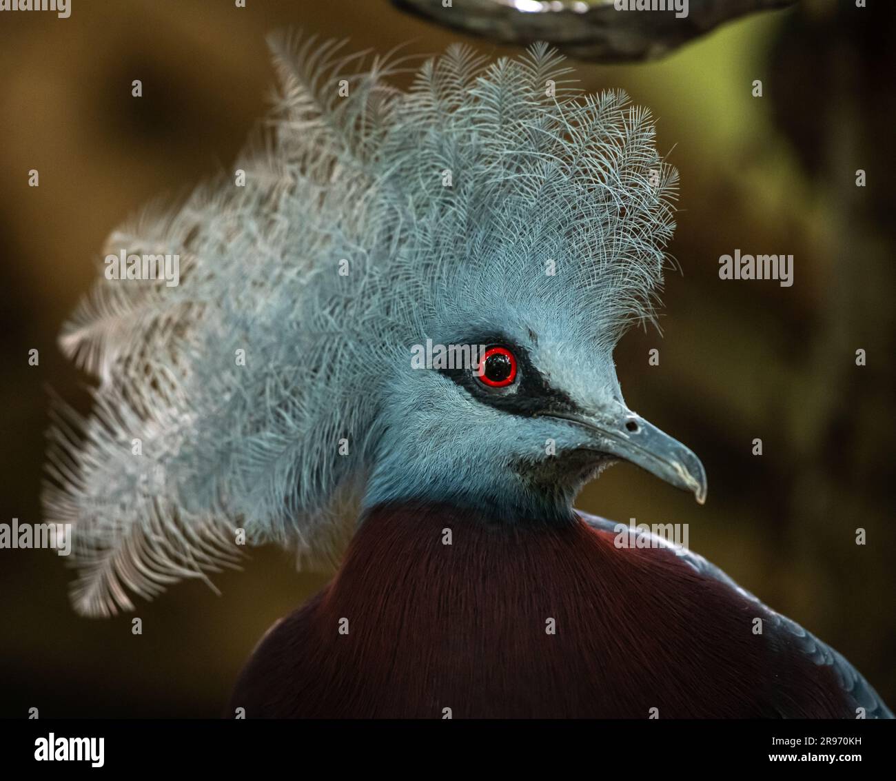 A selective focus shot of a beautiful crowned pigeon with red eyes ...