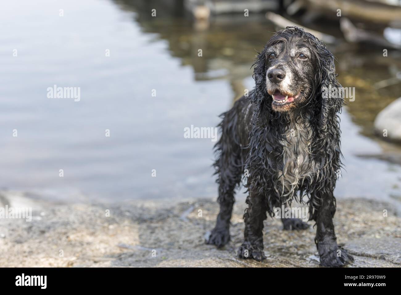 Cute Wet Dog Stock Photo - Alamy