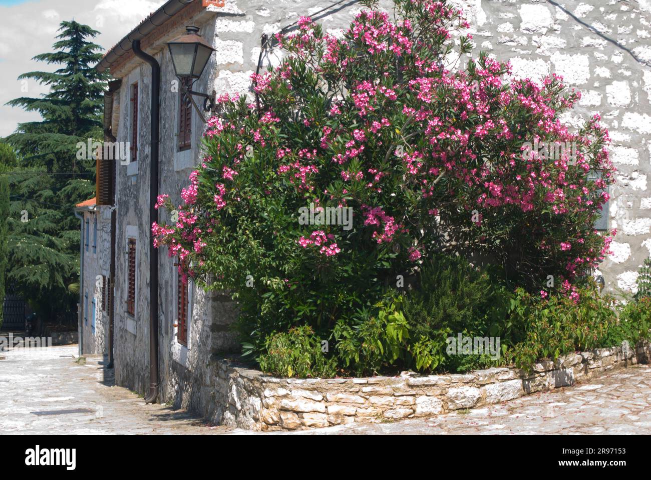 Oleander (Nerium oleander), Vrsar, old town, Istria, Croatia Stock ...