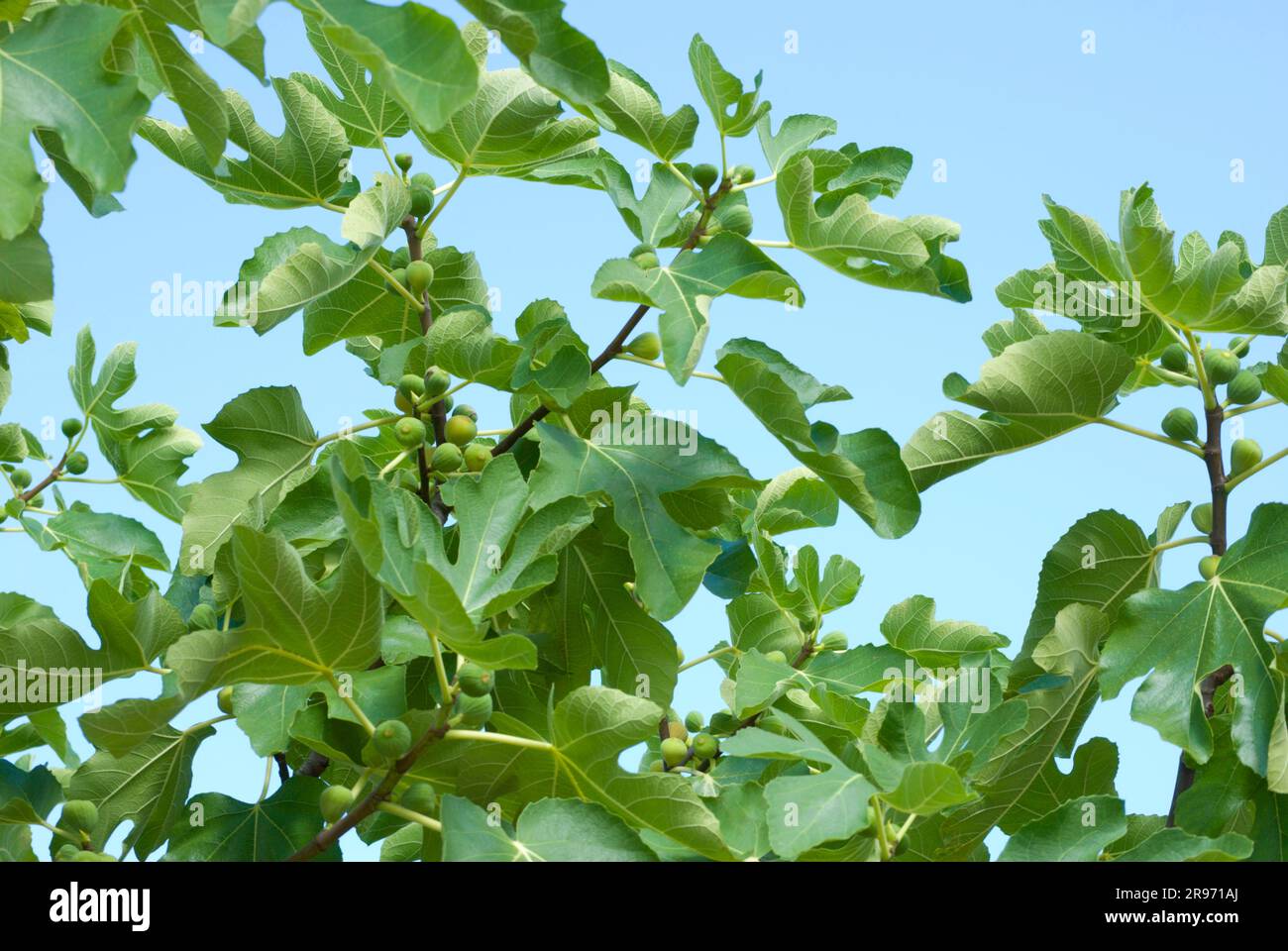 Branch common fig tree hi-res stock photography and images - Alamy