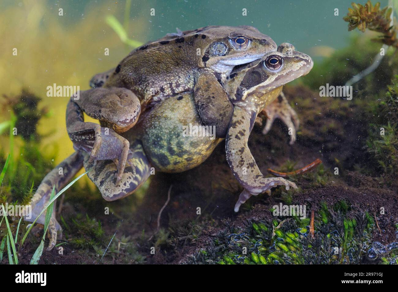 Common frogs (Rana temporaria) Lower Saxony, Germany Stock Photo - Alamy