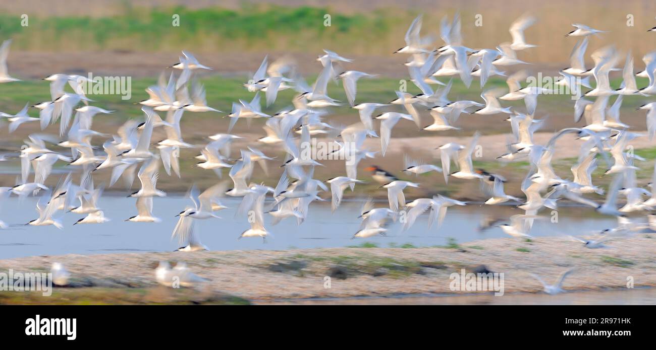 Sandwich Terns (Sterna sandvicensis), Texel, Netherlands Stock Photo ...