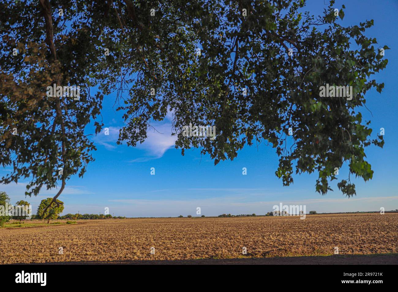 árbol de mayo hi-res stock photography and images - Alamy