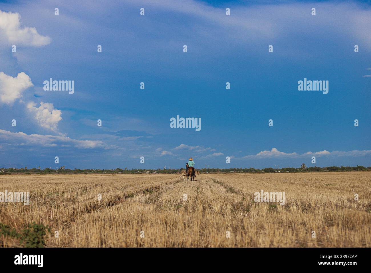 Hombre con vacas hi-res stock photography and images - Alamy