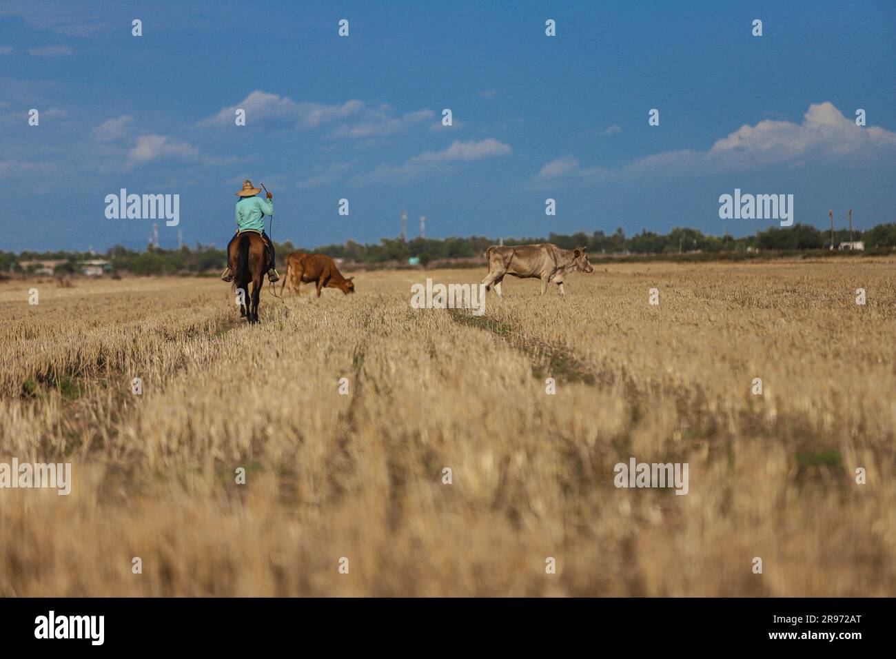 A man on horseback works in the cattle ranch with his cows among the ...