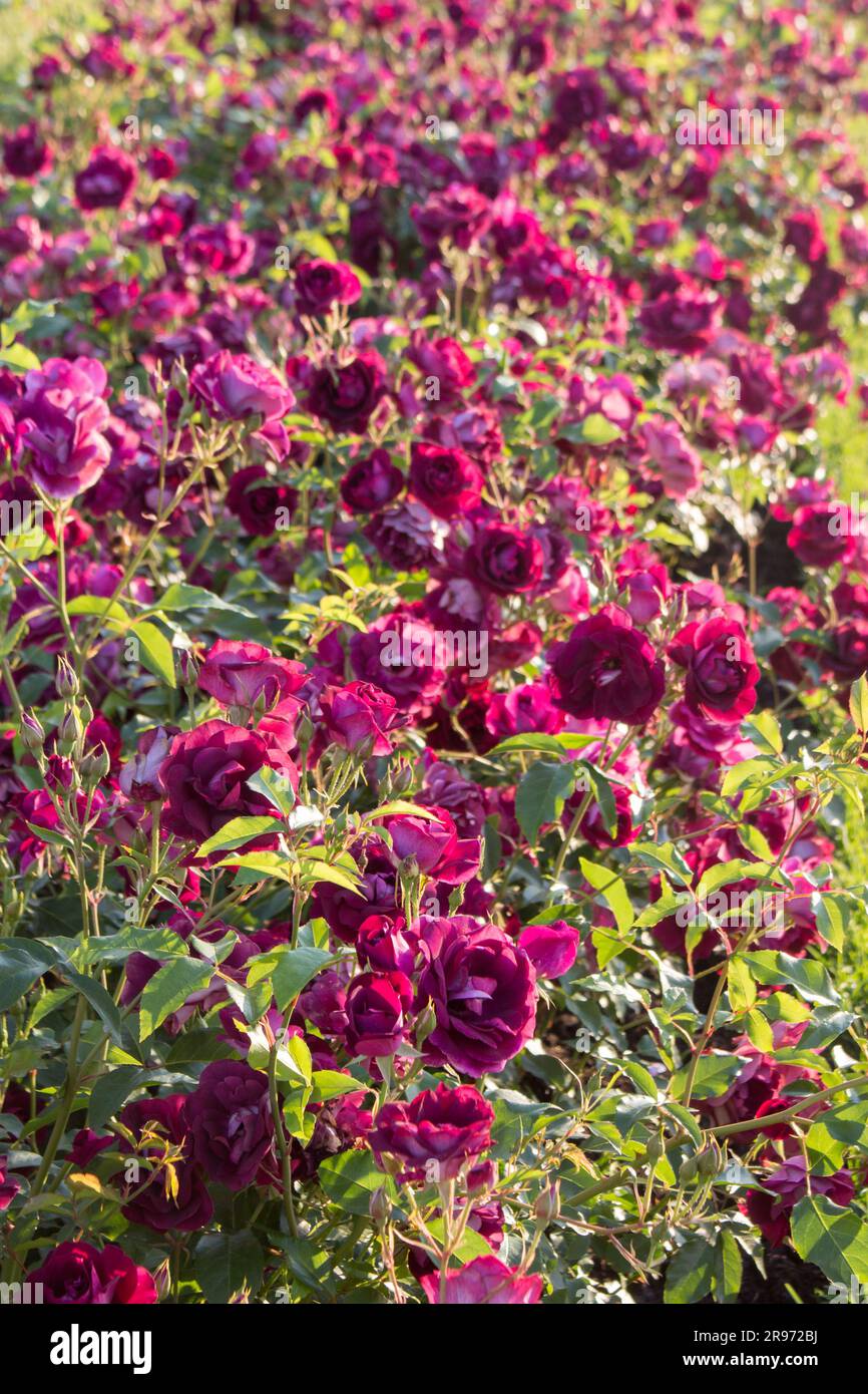 Flowerbed with blooming dark pink roses. Element of landscape design ...