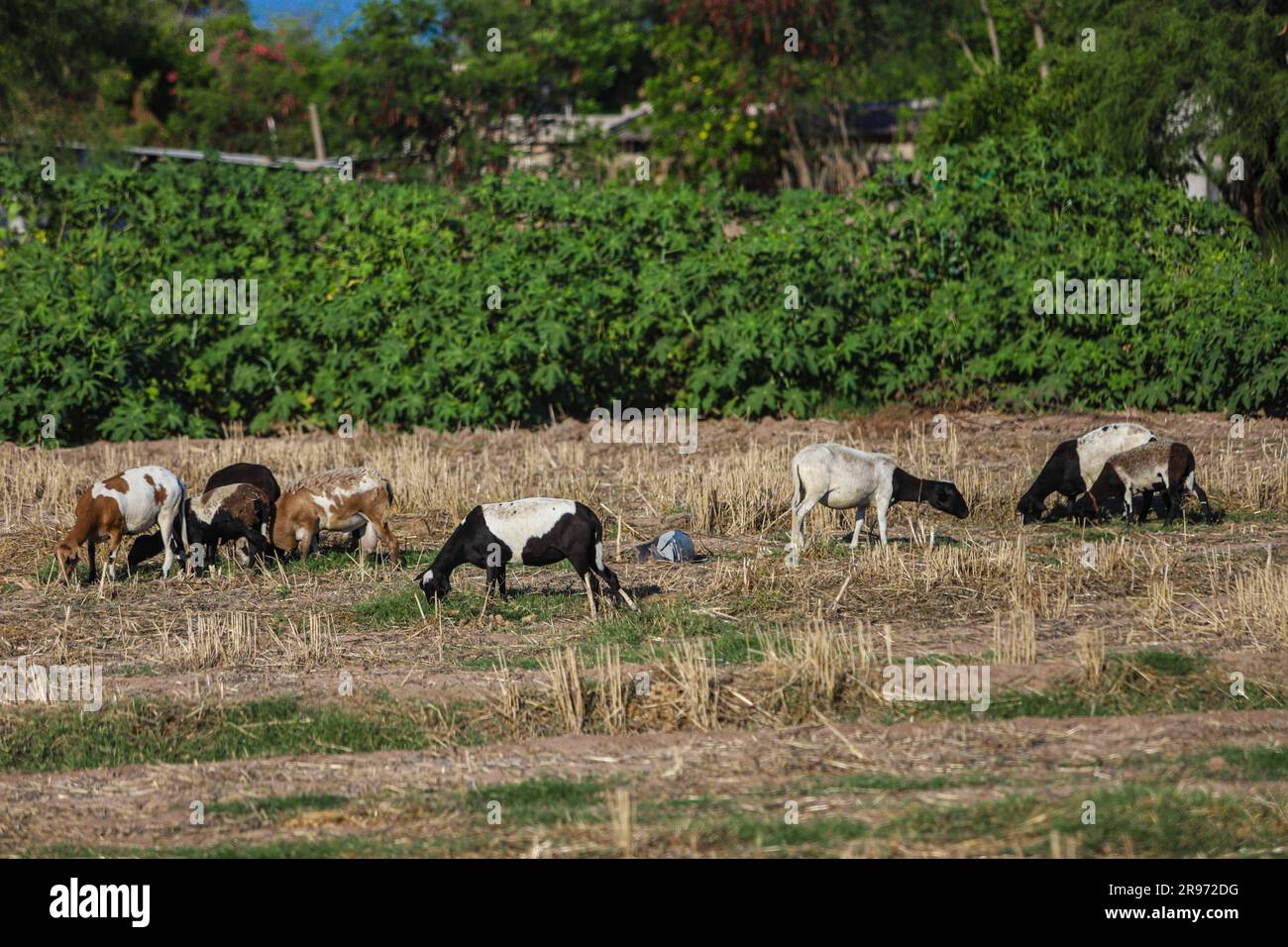 Tribu de ovejas hi-res stock photography and images - Alamy
