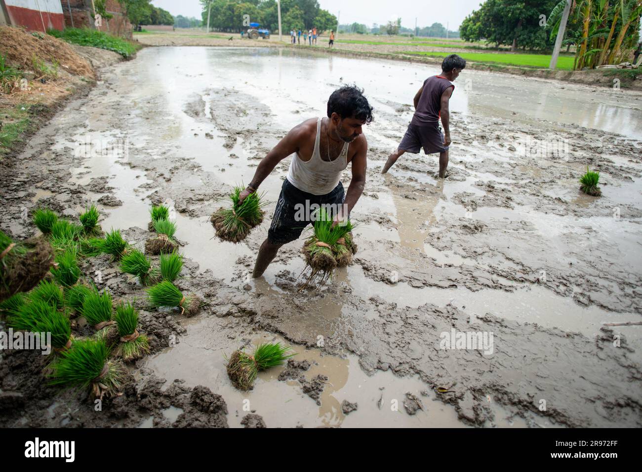A farmer seen distributing bundles of paddy seedlings in a wet field ...
