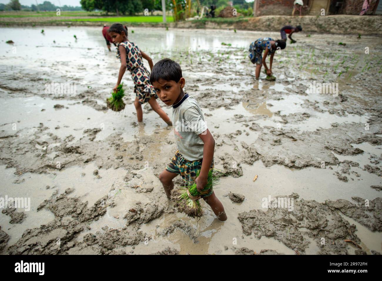 Children seen carrying bundles of paddy seedlings, during paddy sowing ...