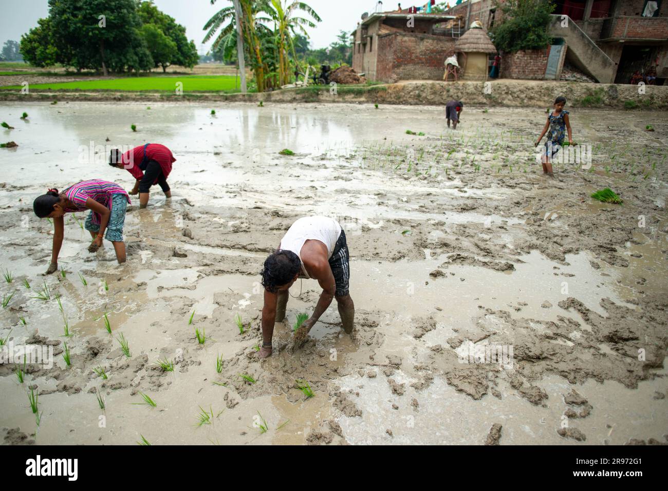 A farmer with his family members seen transplanting rice seedlings at a ...